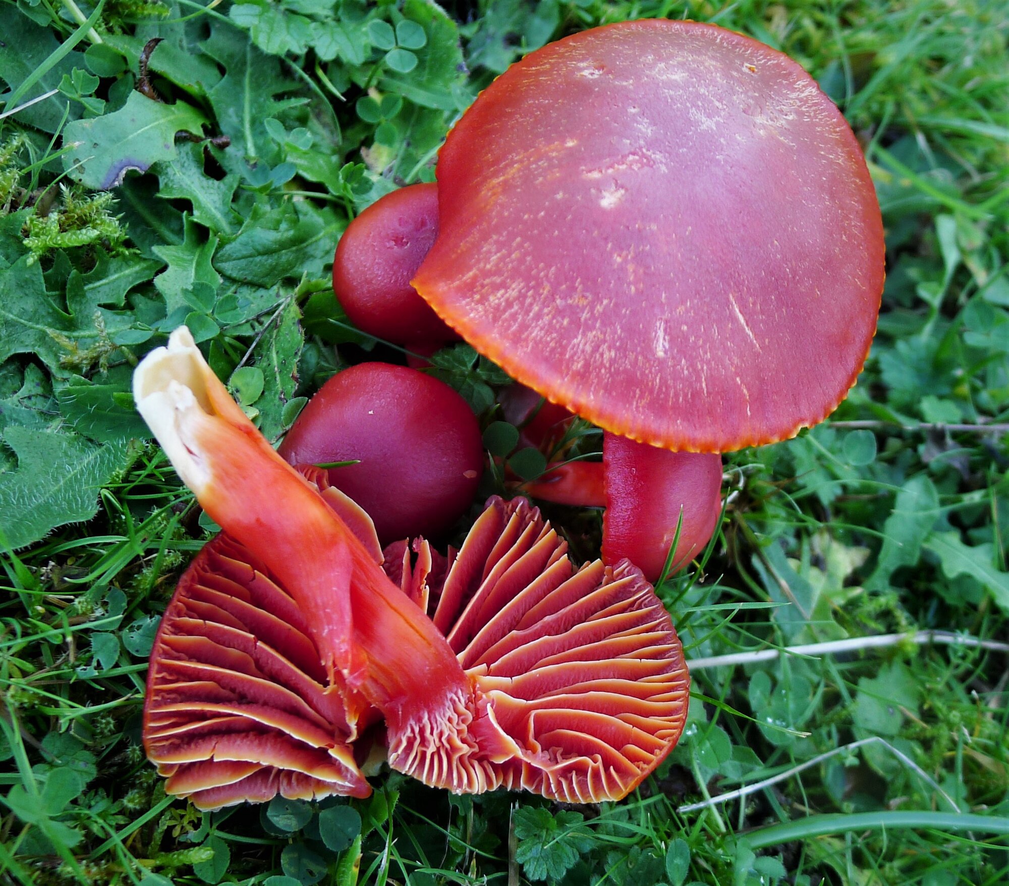 Waxcaps, the Jewels of the Pastures – Northwest Nature and History