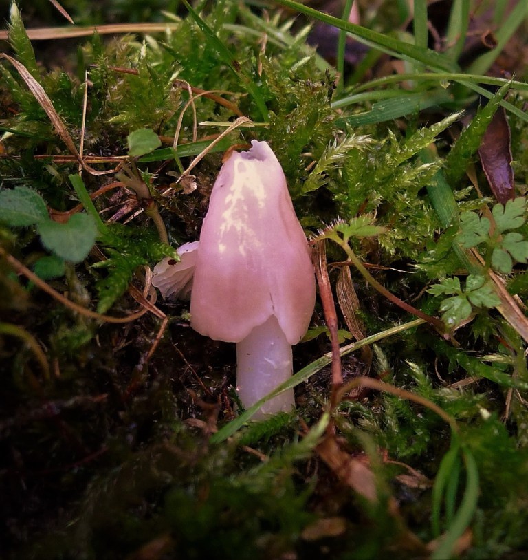 Waxcaps, the Jewels of the Pastures – Northwest Nature and History