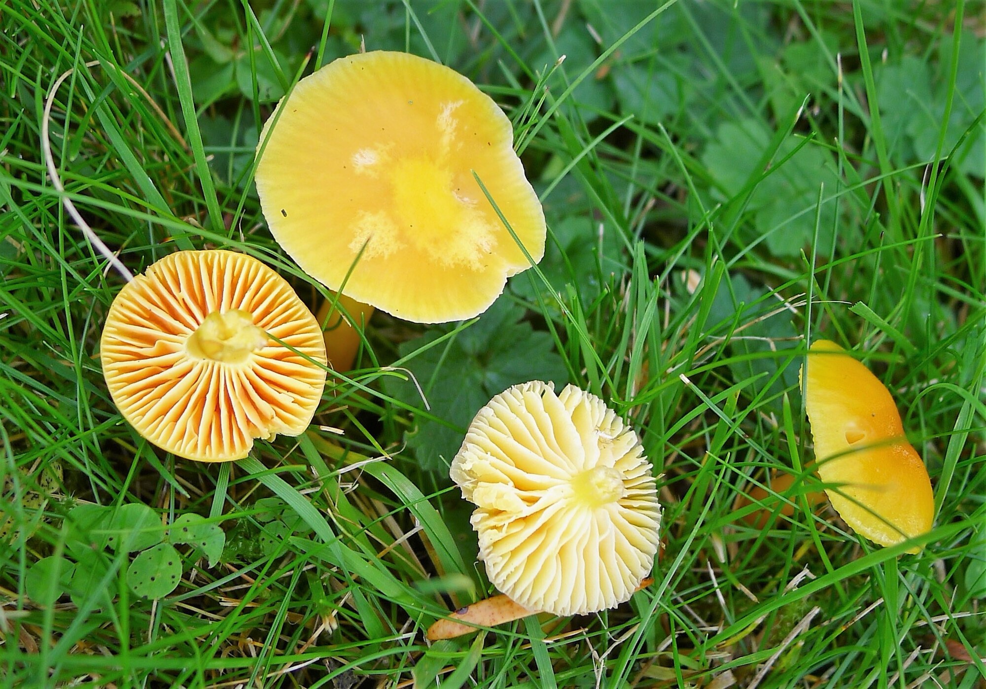 Waxcaps, the Jewels of the Pastures – Northwest Nature and History