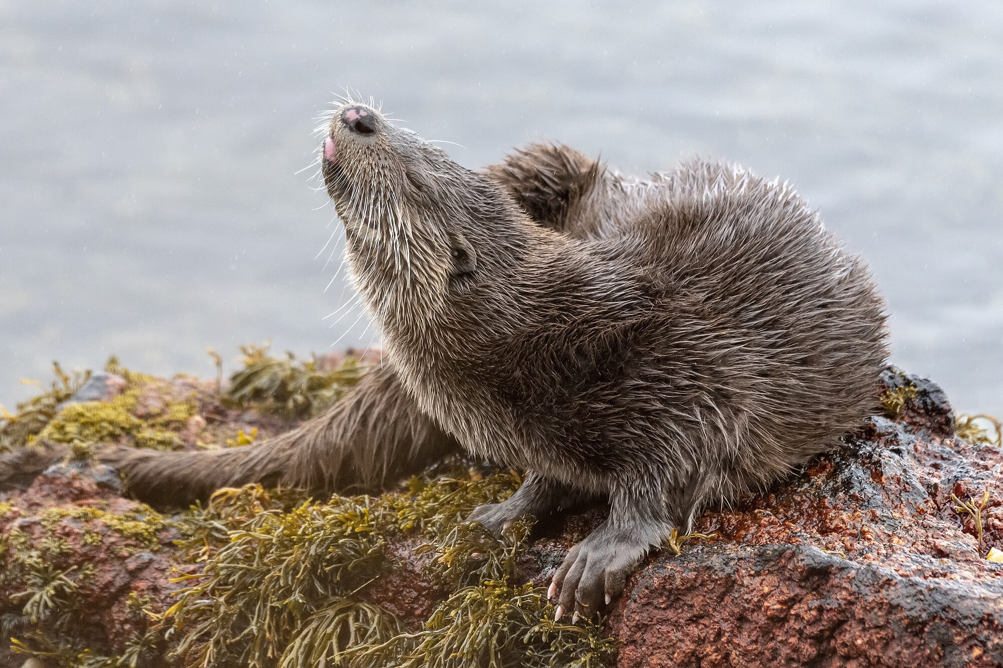 The Bold Otter – Northwest Nature and History
