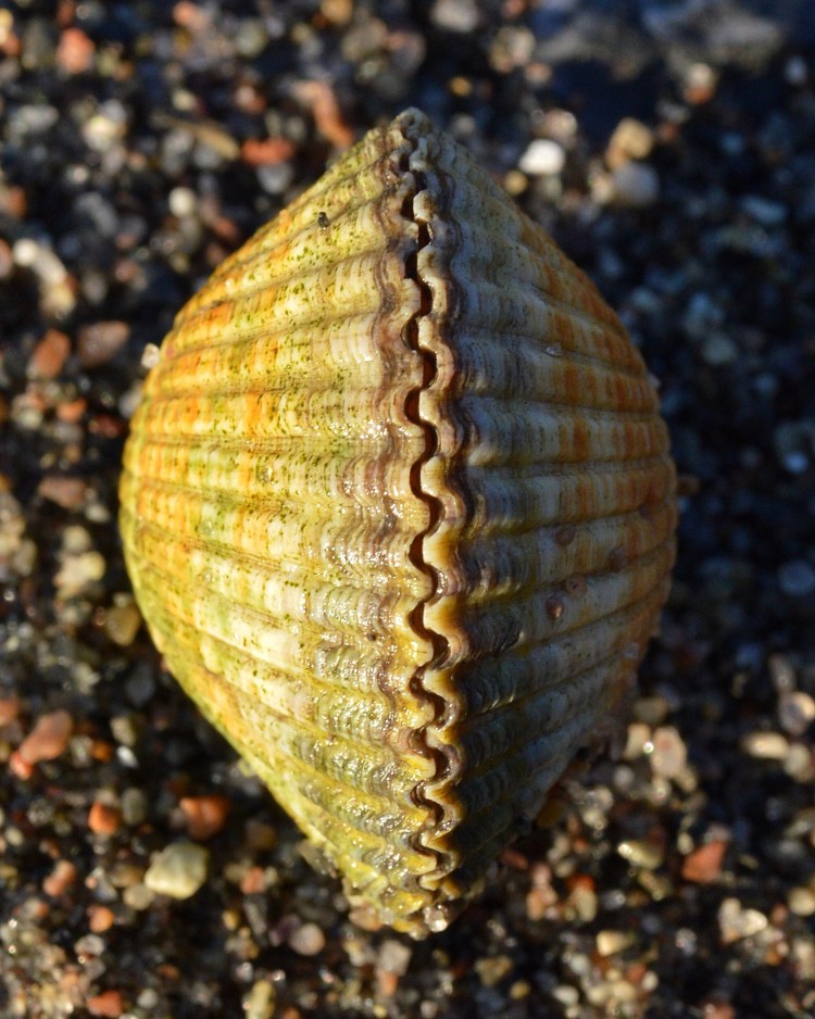 Morecambe Bay’s Cockles – Northwest Nature and History