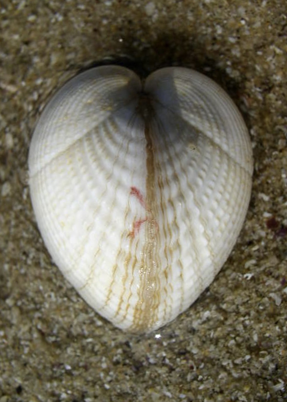 Morecambe Bay’s Cockles – Northwest Nature and History