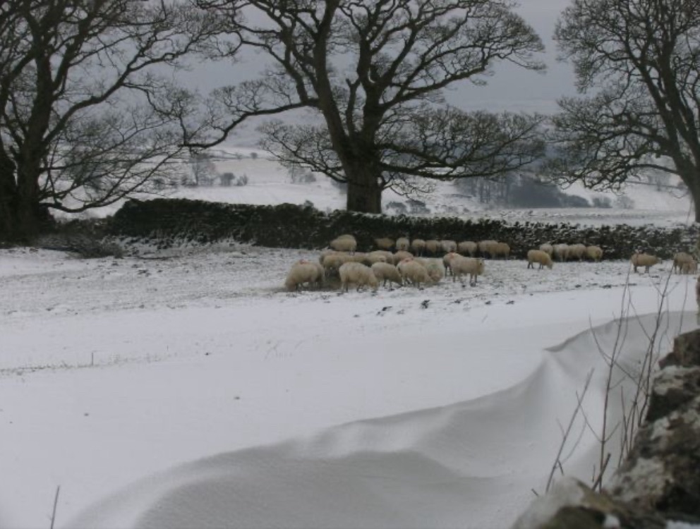 Skiing for Sheep, Chapter One – Northwest Nature and History