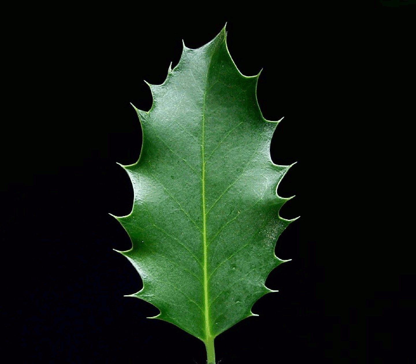 The Symbolism of the Holly – Northwest Nature and History
