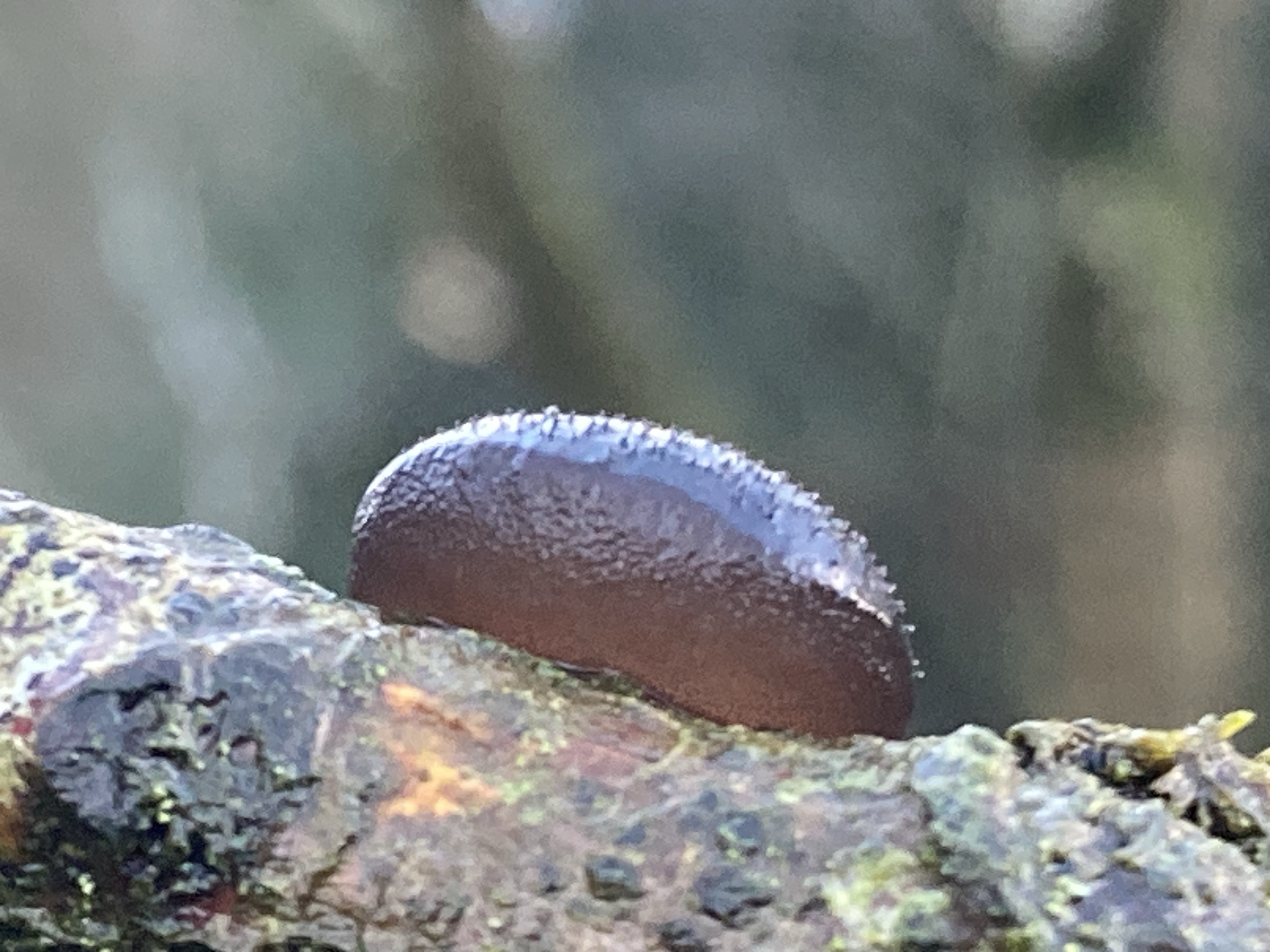 Yellow Brain Fungus / Witches’ Butter – Northwest Nature and History