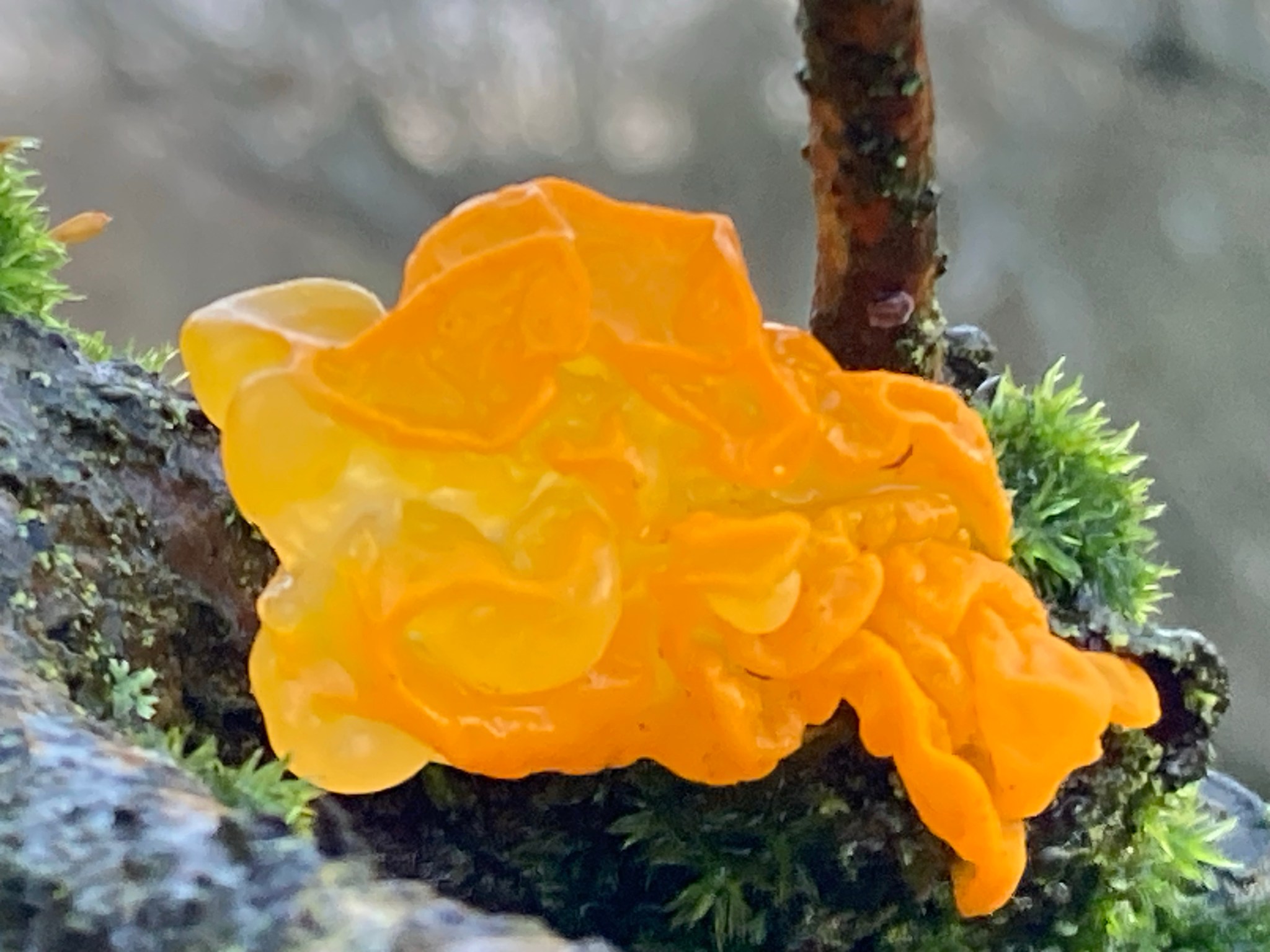 Yellow Brain Fungus / Witches’ Butter – Northwest Nature and History