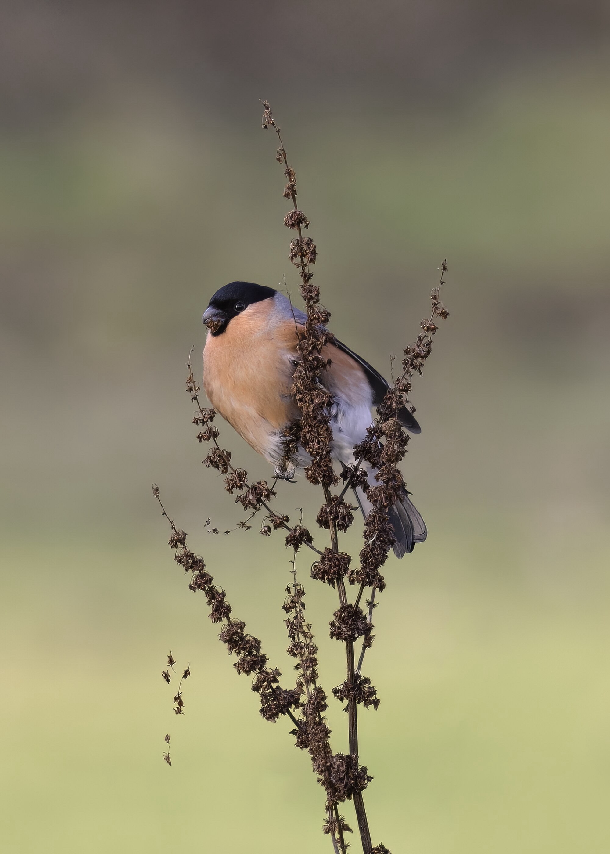 The Bullfinch – Northwest Nature and History
