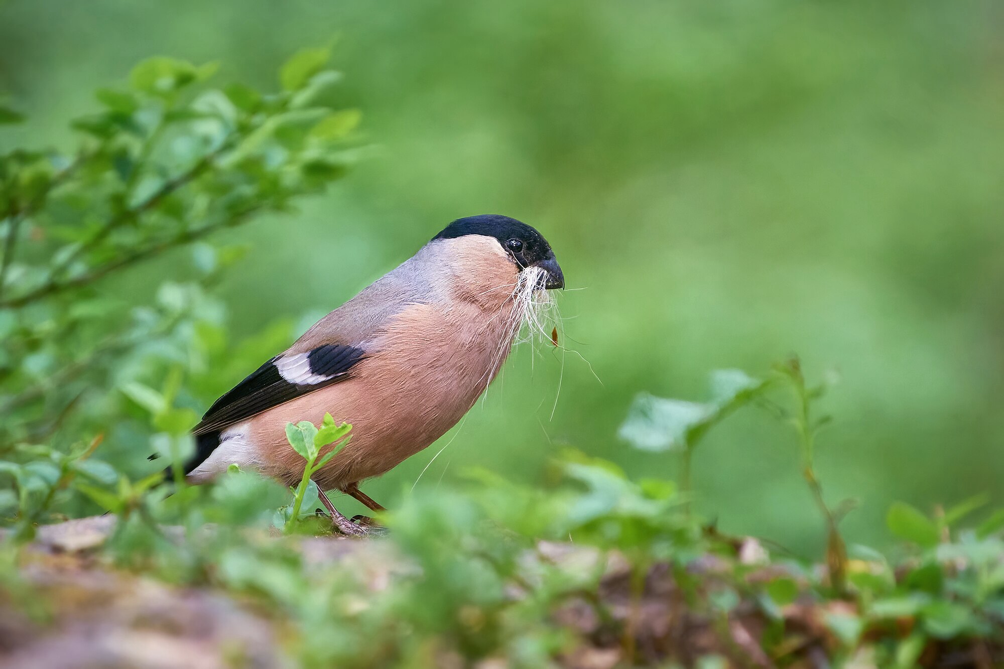 The Bullfinch – Northwest Nature and History
