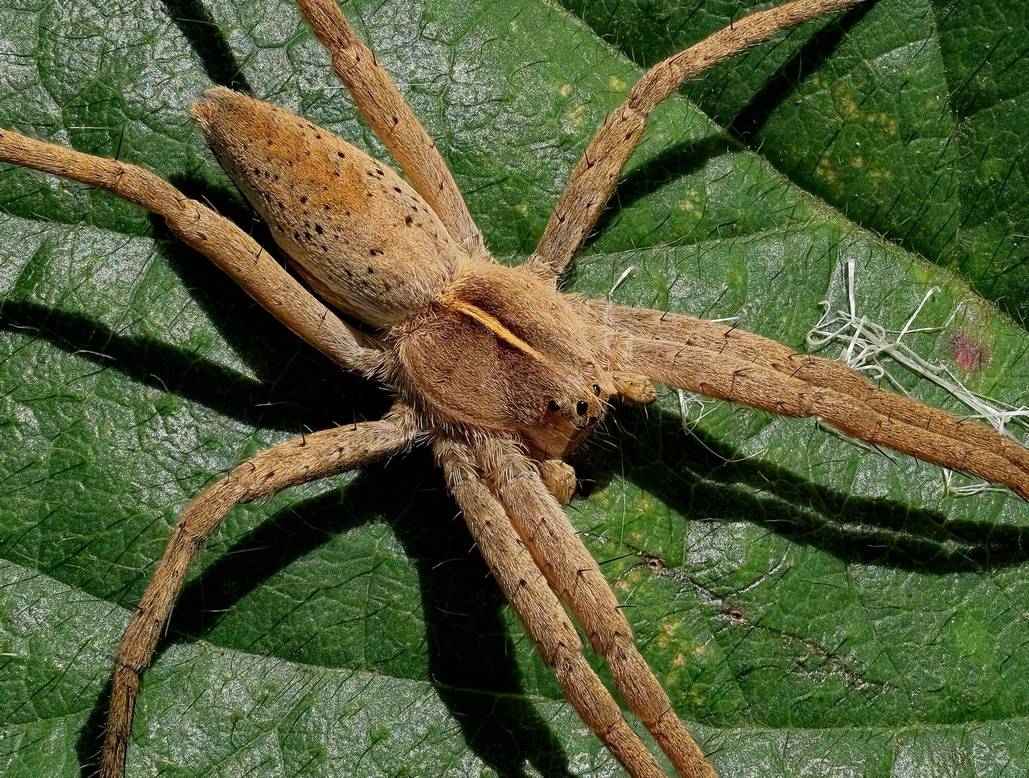 Nursery Web Spiders – Northwest Nature and History