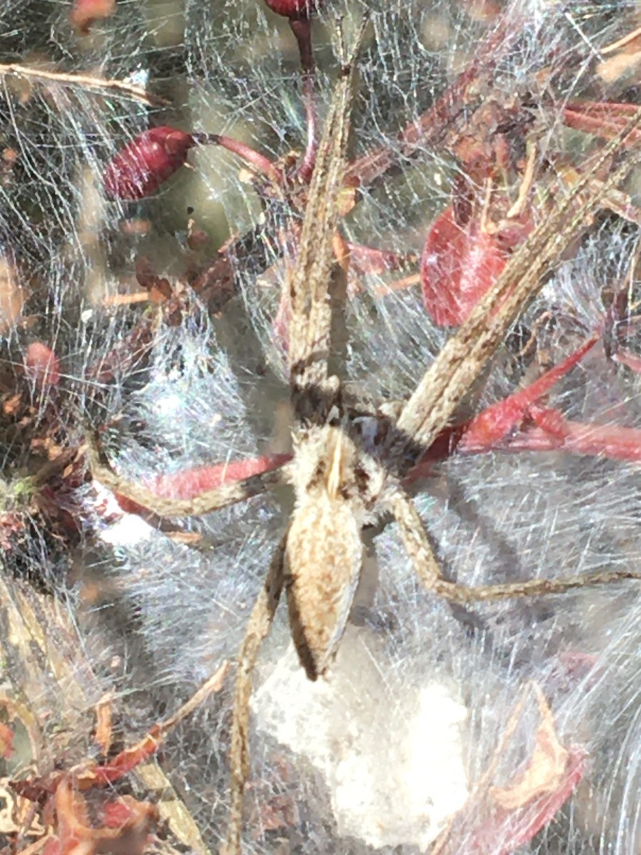 Nursery Web Spiders – Northwest Nature and History
