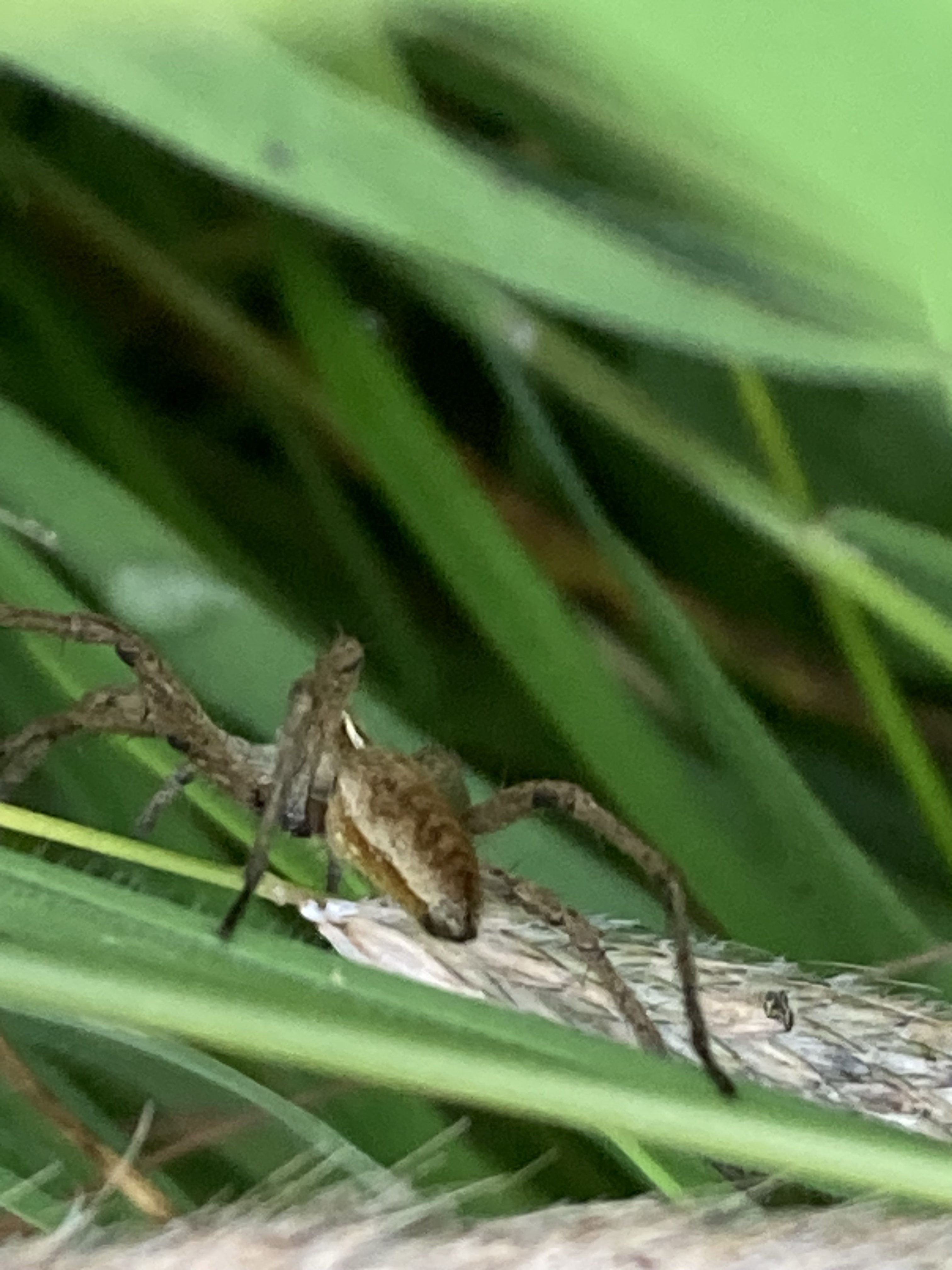 Nursery Web Spiders – Northwest Nature and History