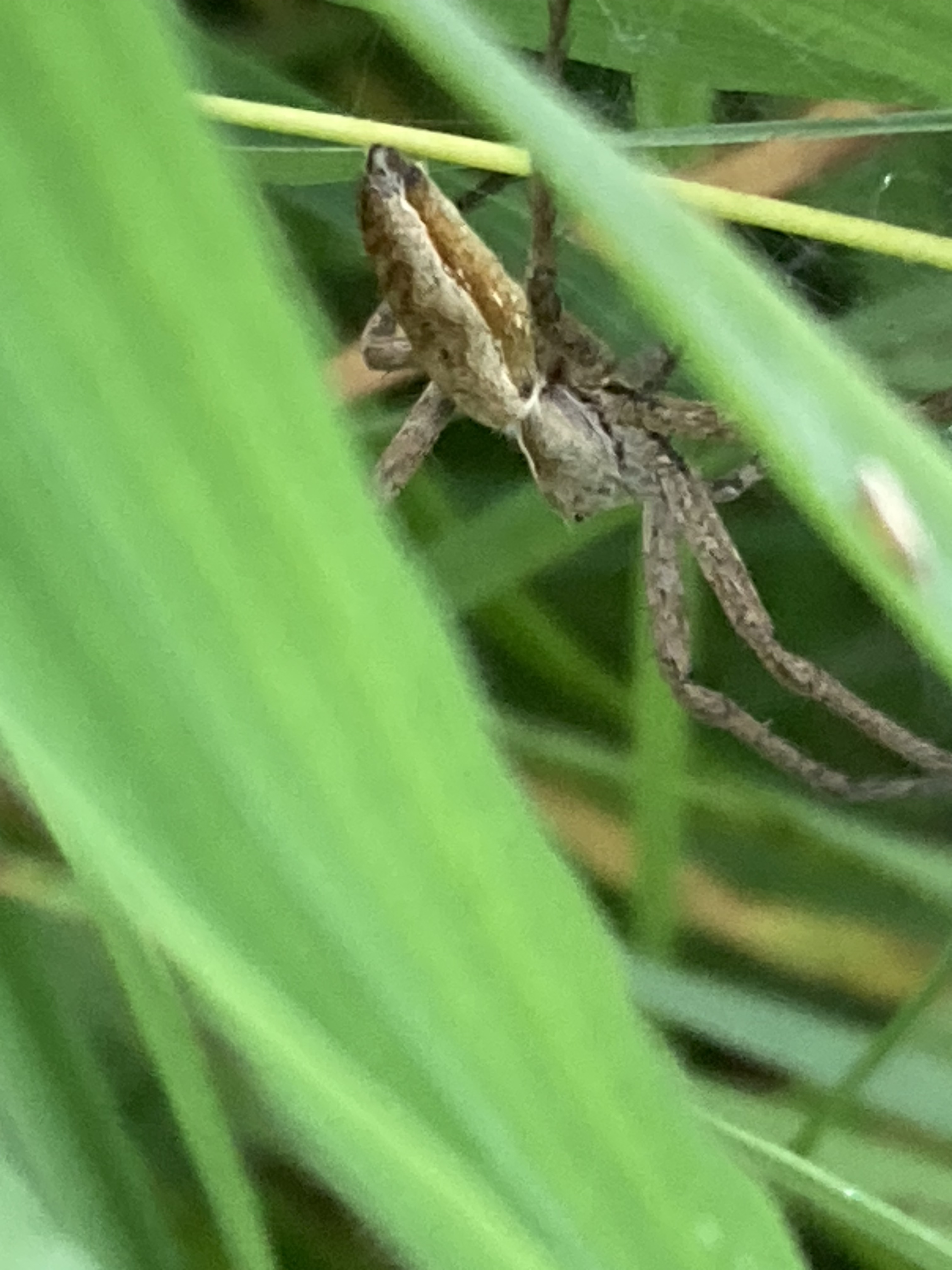 Nursery Web Spiders – Northwest Nature and History