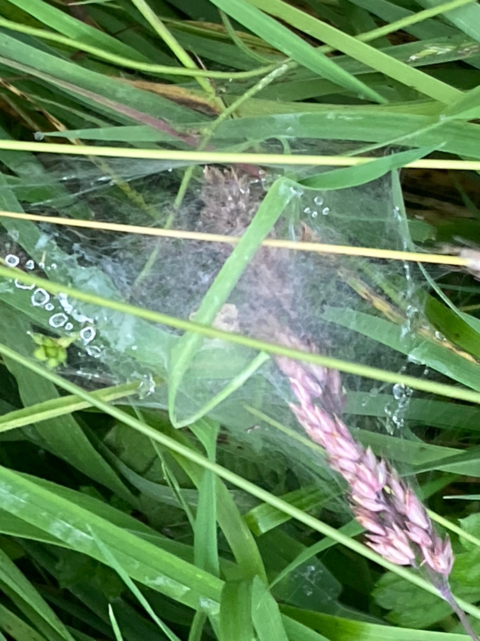 Nursery Web Spiders – Northwest Nature and History