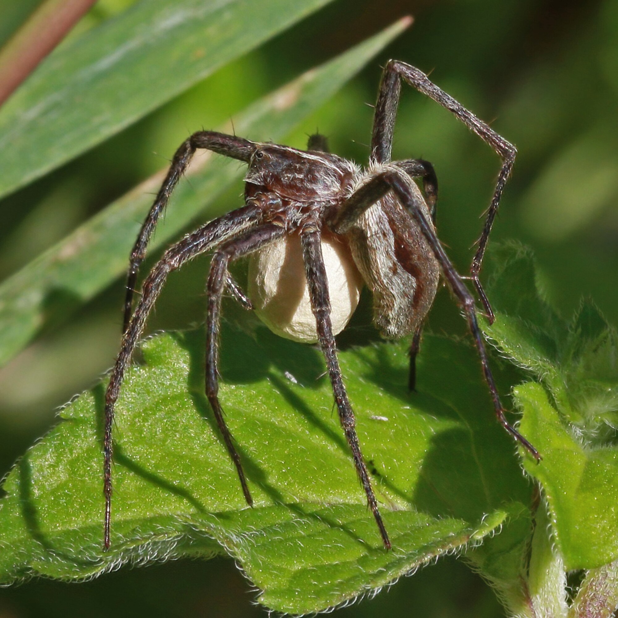 Nursery Web Spiders – Northwest Nature and History