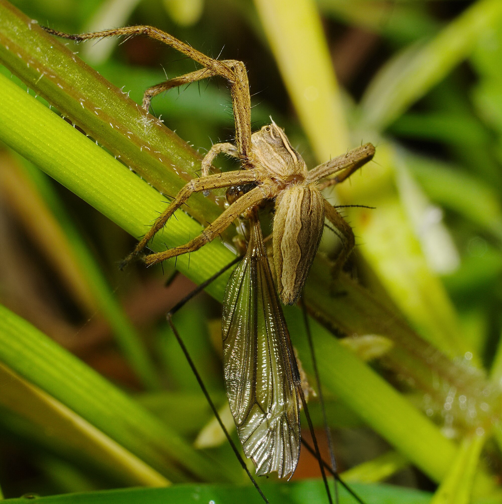 Nursery Web Spiders – Northwest Nature and History
