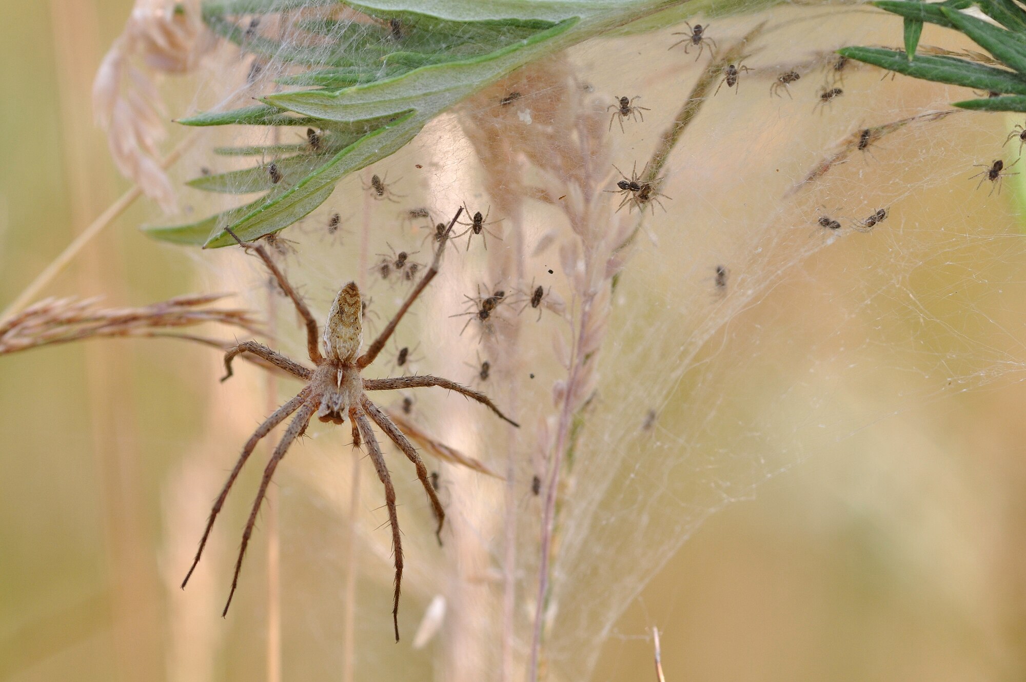 Nursery Web Spiders – Northwest Nature and History
