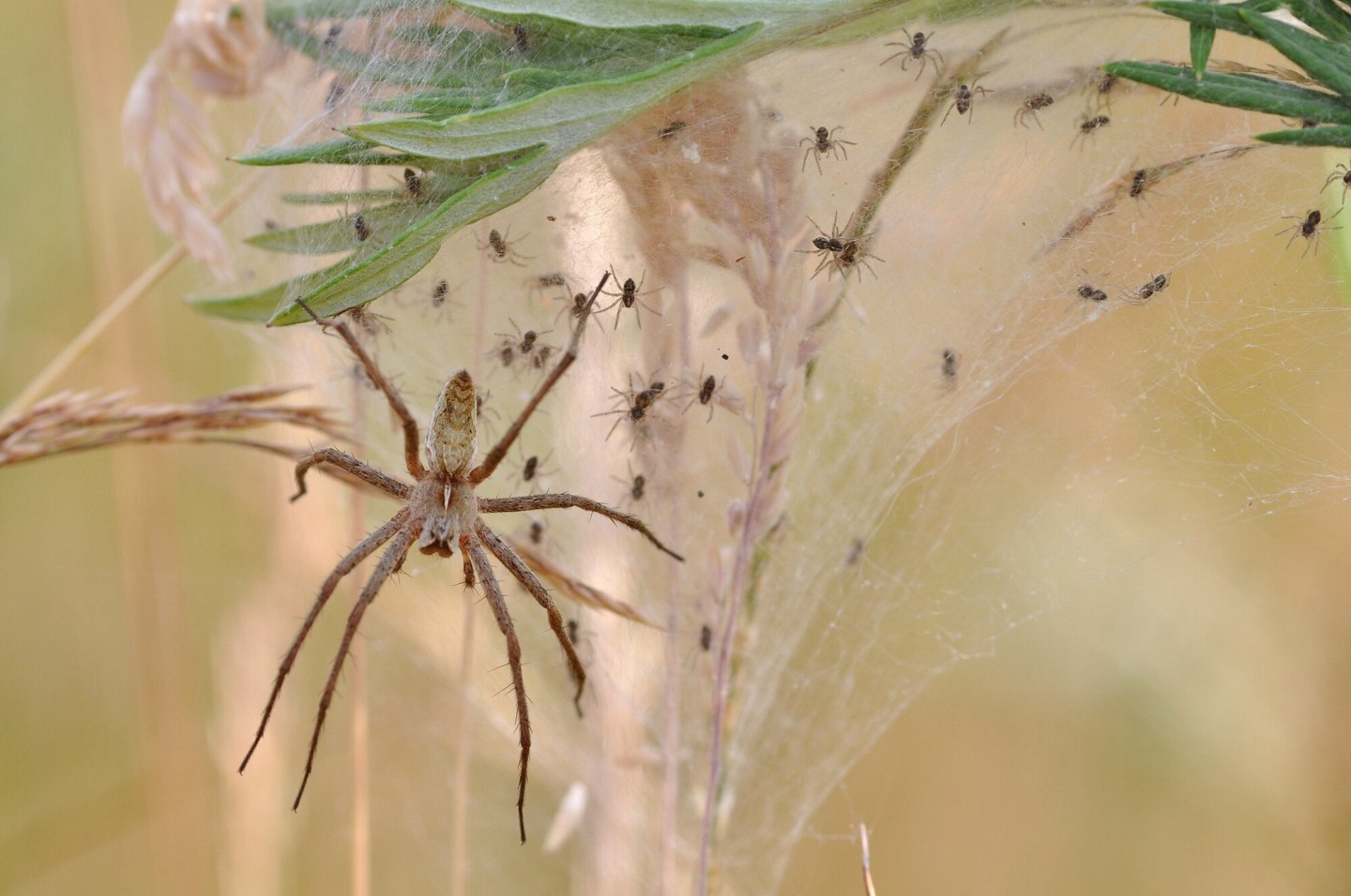 Nursery Web Spiders – Northwest Nature and History