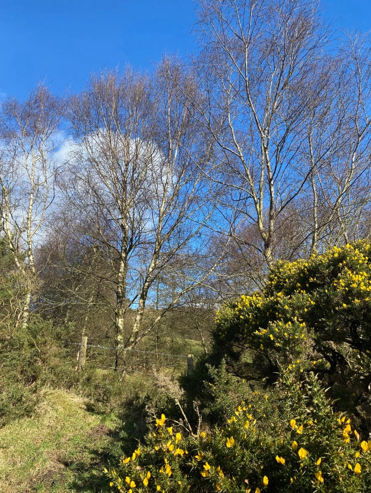 The Wild and Yellow Bloom of Gorse – Northwest Nature and History
