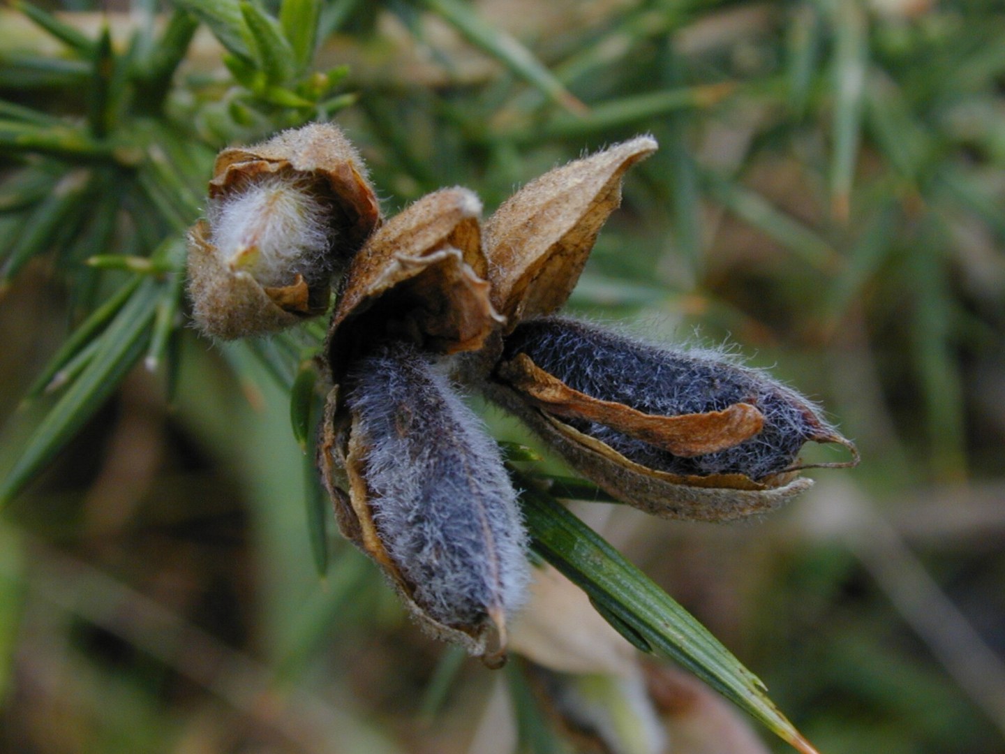 The Wild and Yellow Bloom of Gorse – Northwest Nature and History