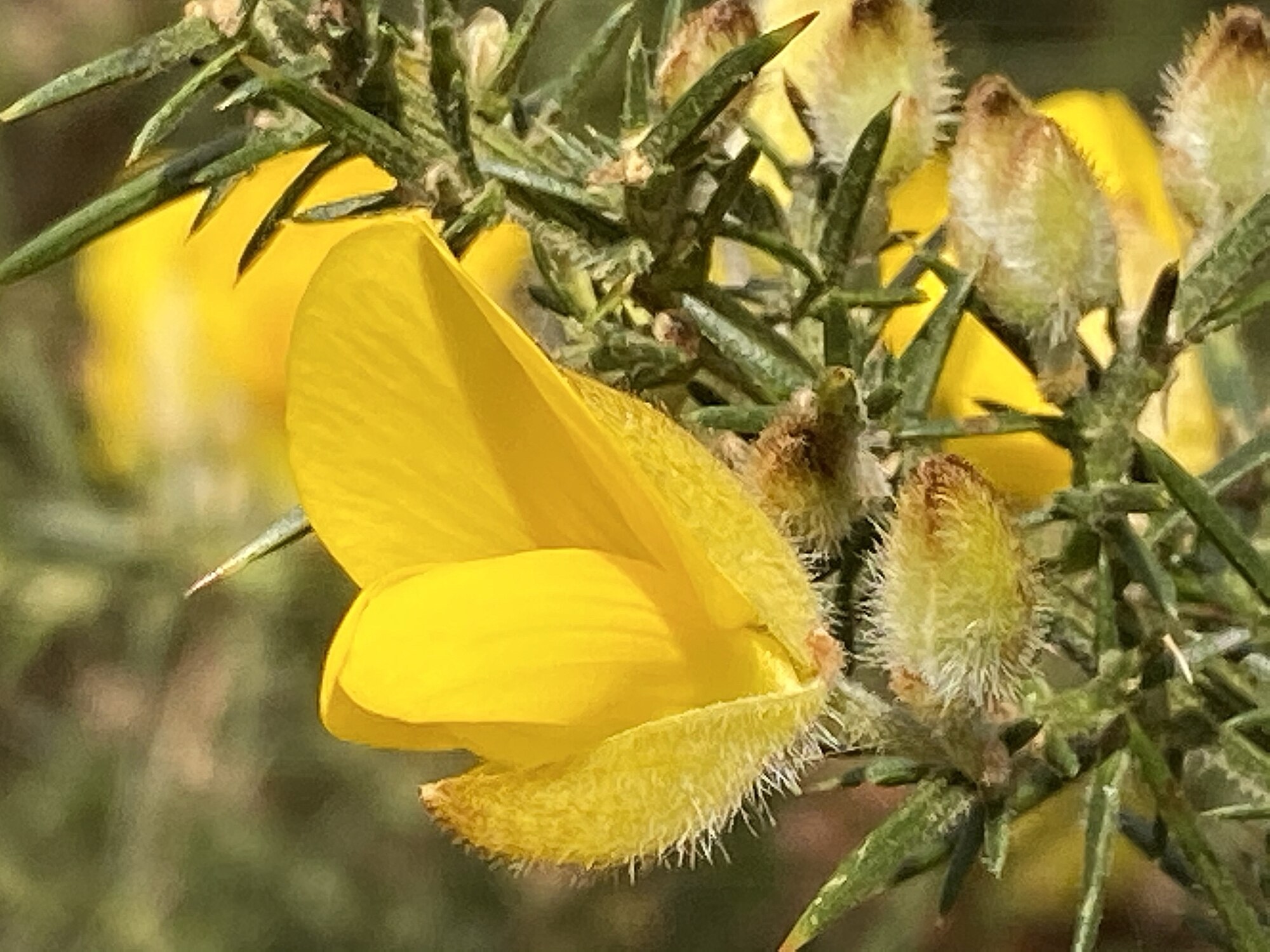 The Wild and Yellow Bloom of Gorse – Northwest Nature and History
