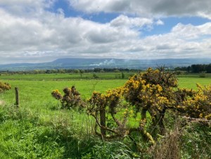 The Wild and Yellow Bloom of Gorse – Northwest Nature and History