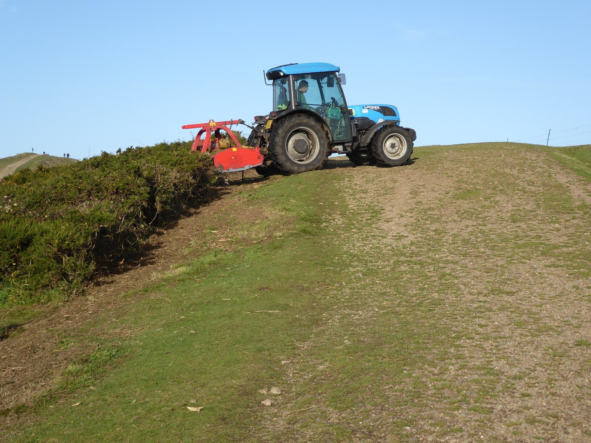 The Wild and Yellow Bloom of Gorse – Northwest Nature and History