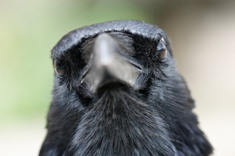 Build your Nest High; Can Crows predict the weather? – Northwest Nature ...