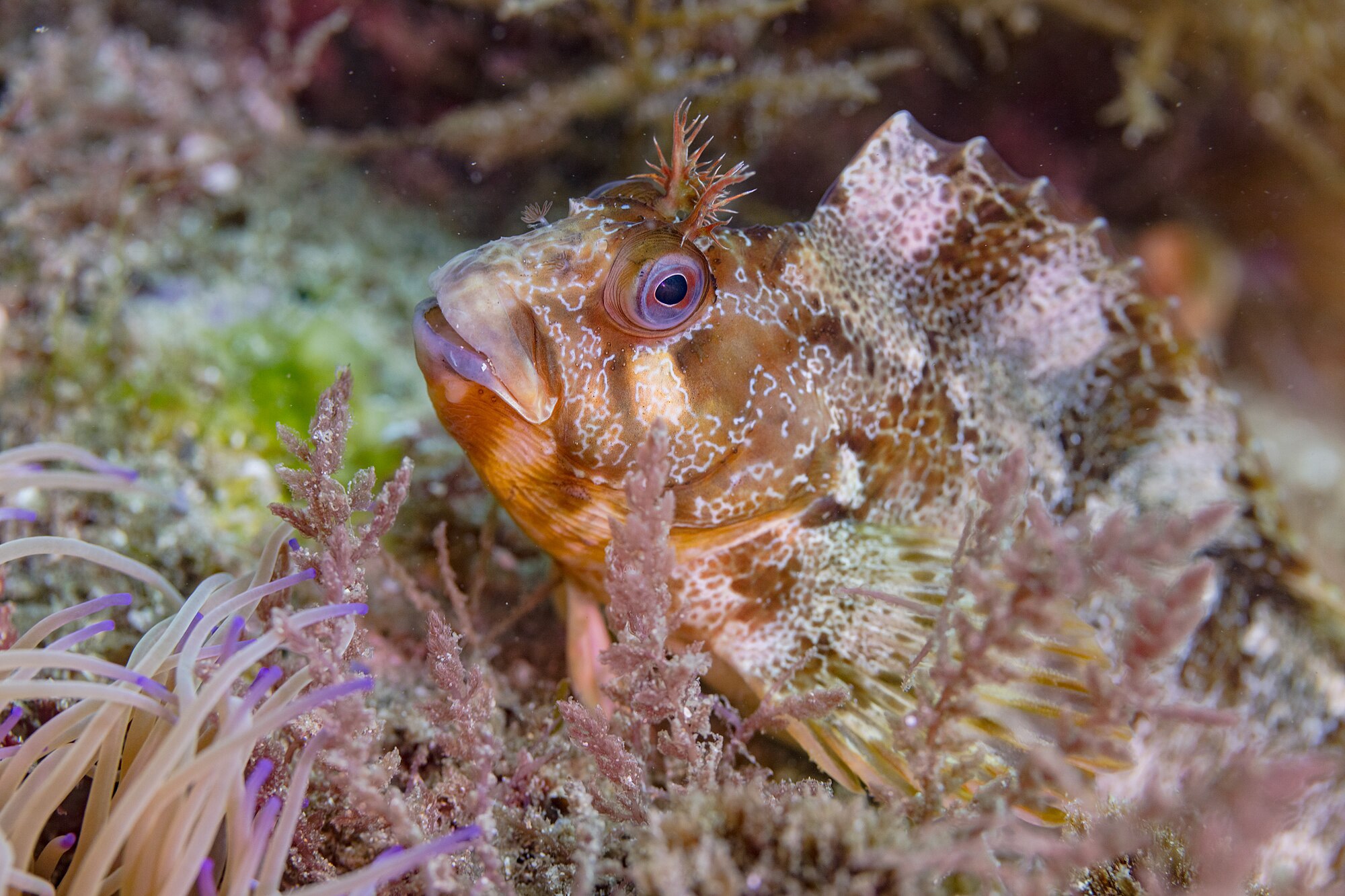 Northern Shores: Rockpooling for Blennies – Northwest Nature and History
