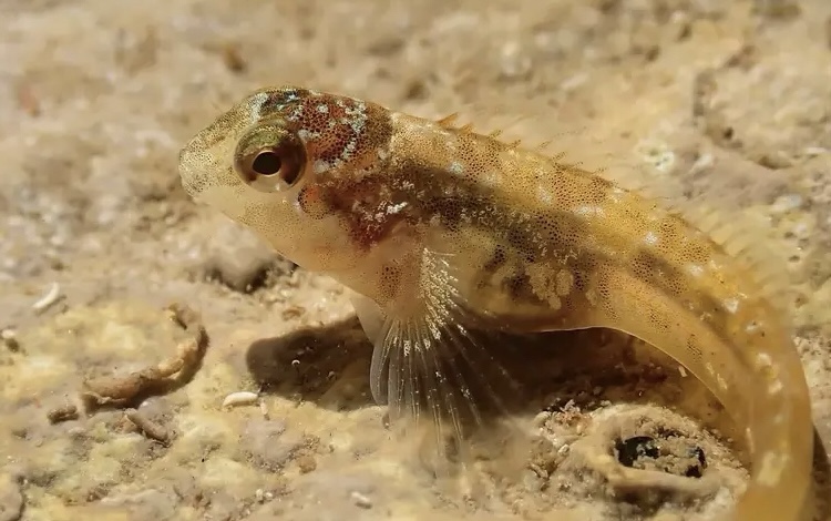 Northern Shores: Rockpooling for Blennies – Northwest Nature and History