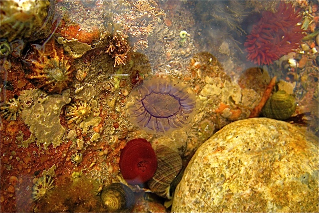 Northern Shores: Rockpooling for Blennies – Northwest Nature and History