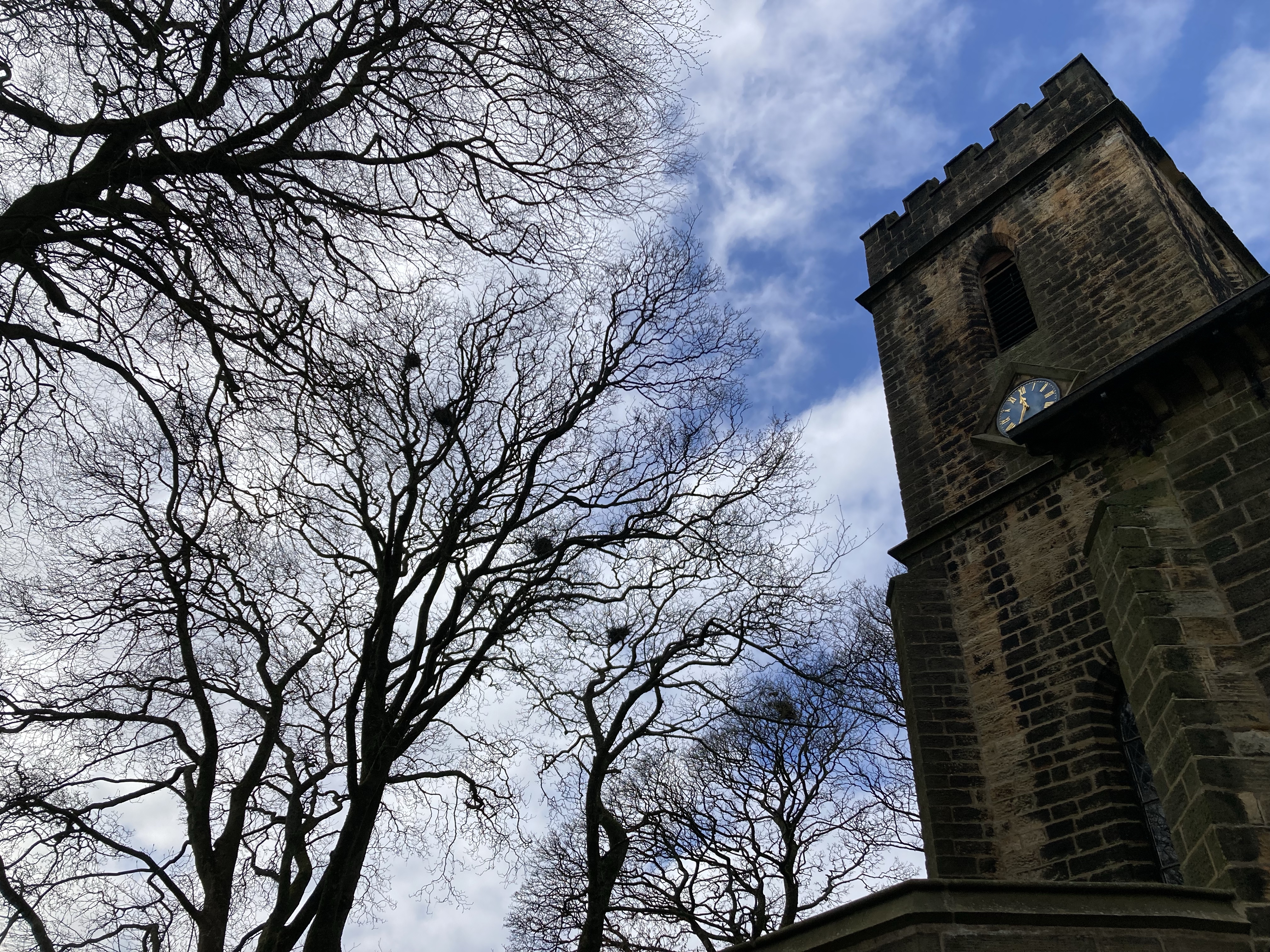 Build your Nest High; Can Crows predict the weather? – Northwest Nature ...