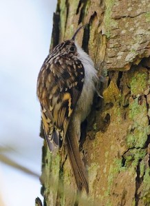 What’s that Creature Creeping in the Trees? – Northwest Nature and History