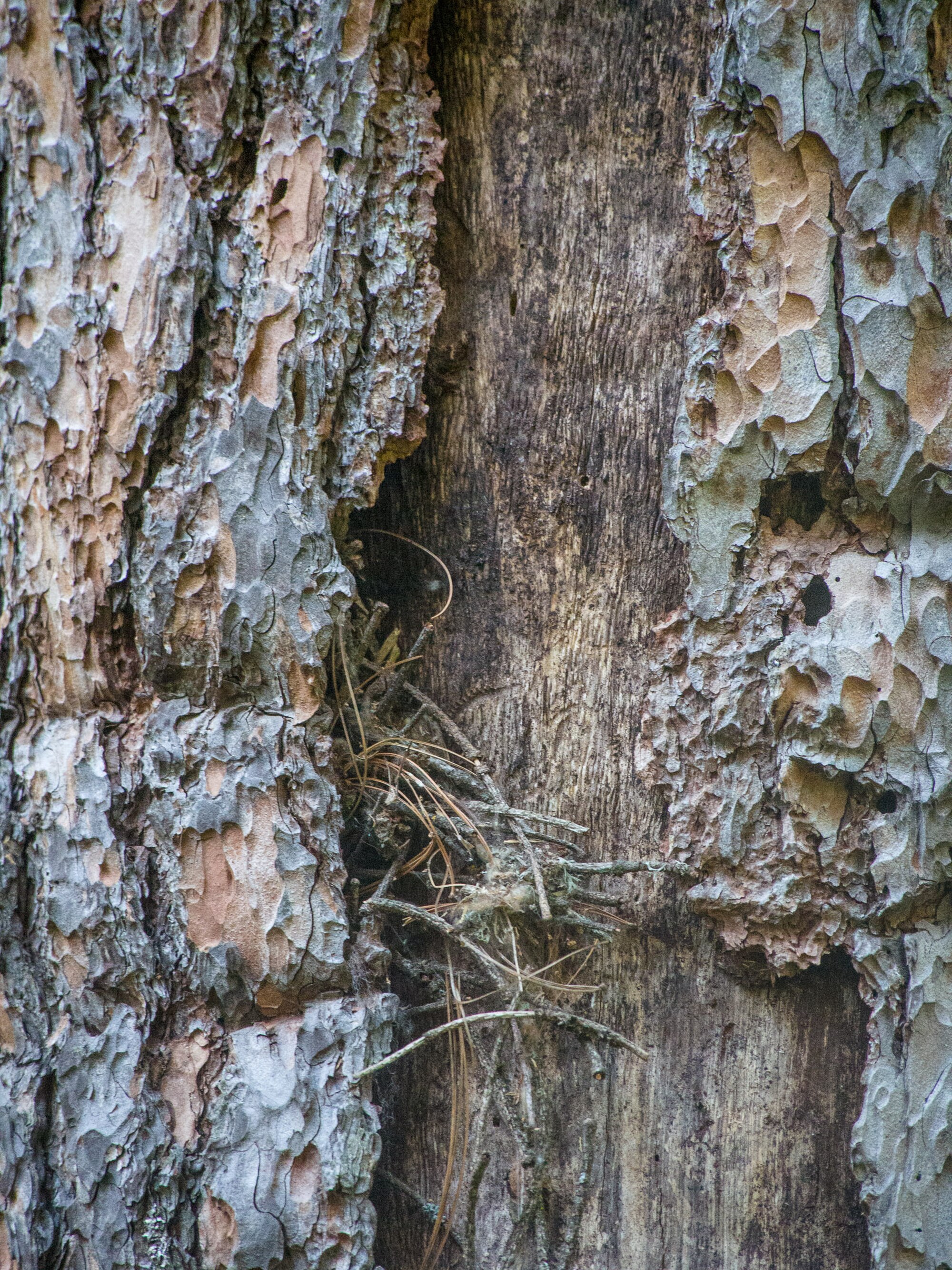 What’s that Creature Creeping in the Trees? – Northwest Nature and History