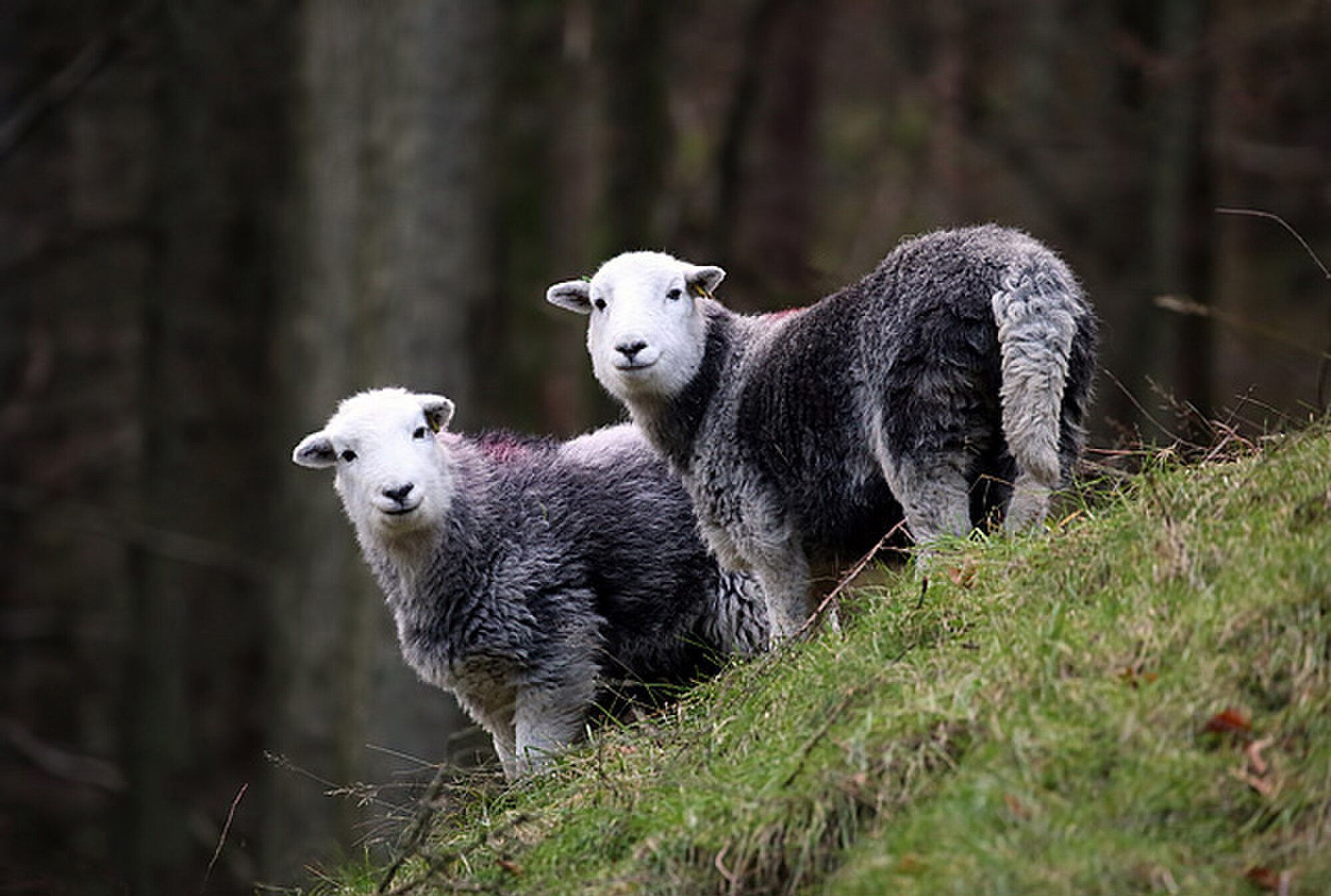 Herdwicks – Northwest Nature and History