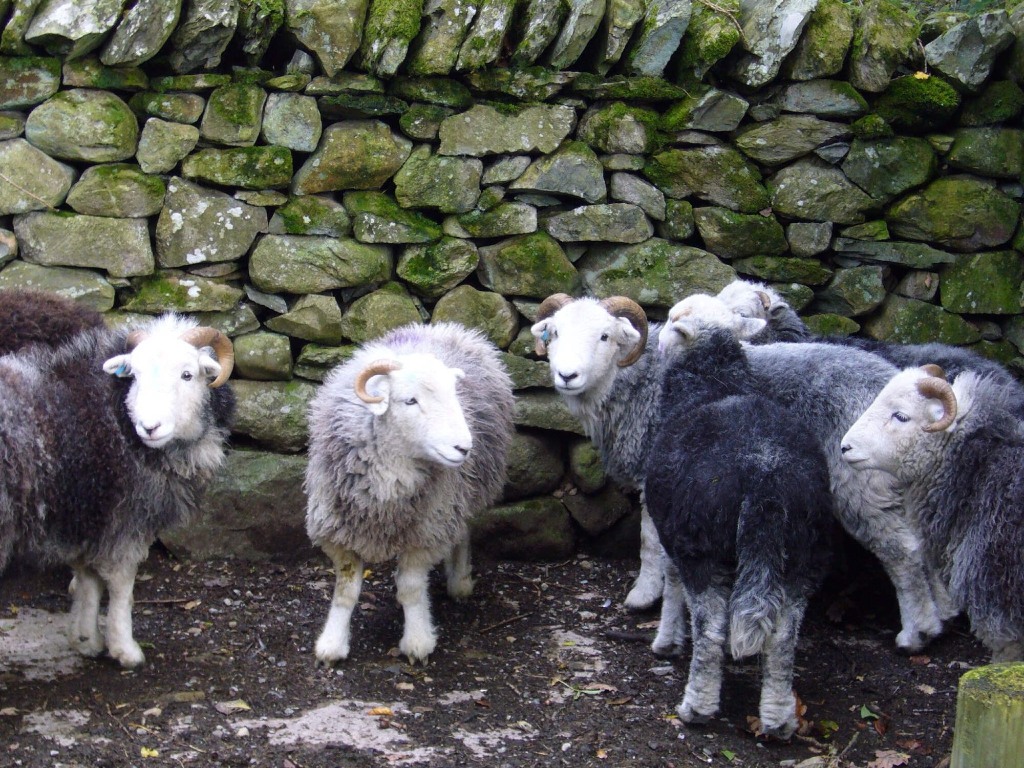 Herdwicks – Northwest Nature and History