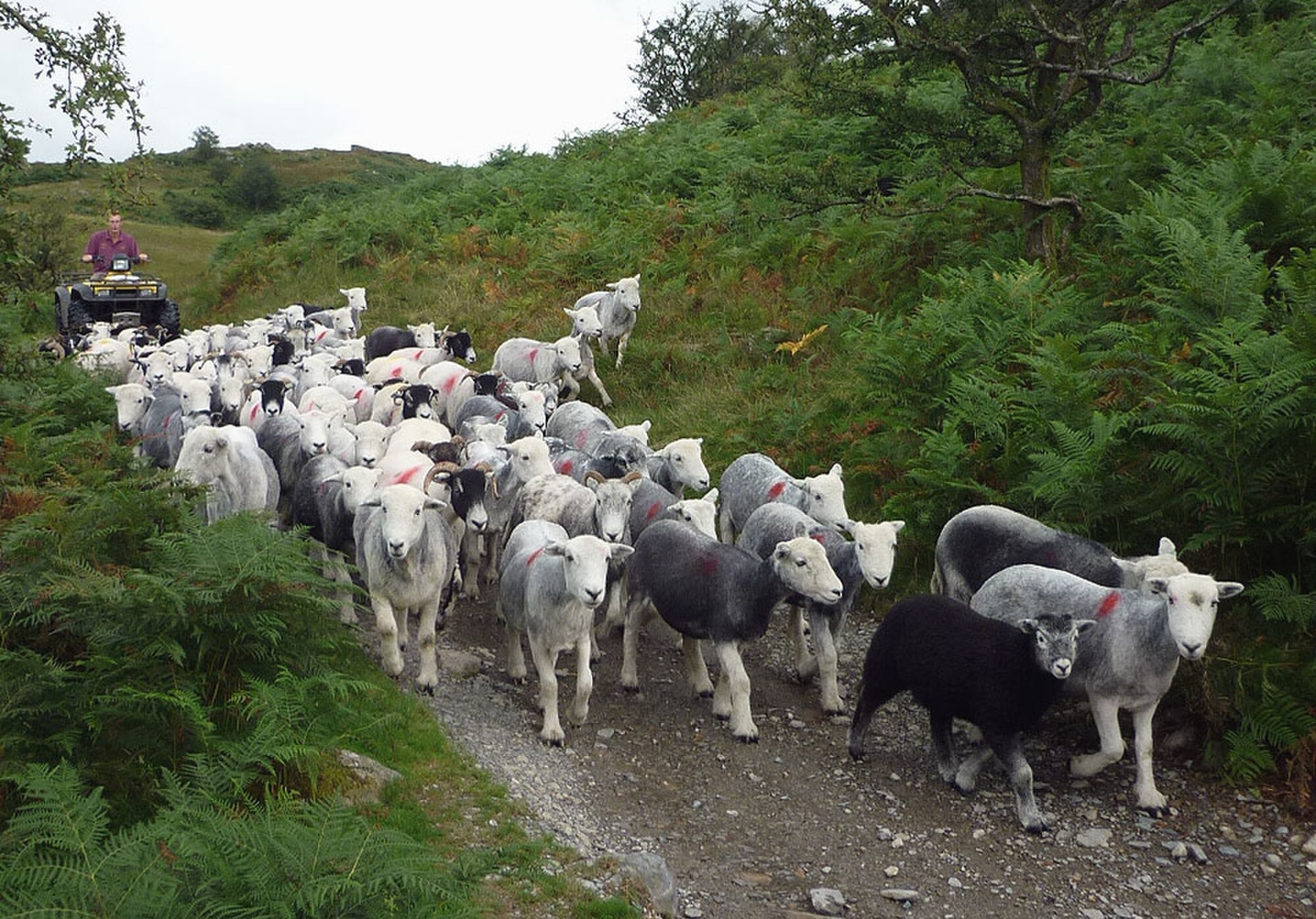 Herdwicks – Northwest Nature and History