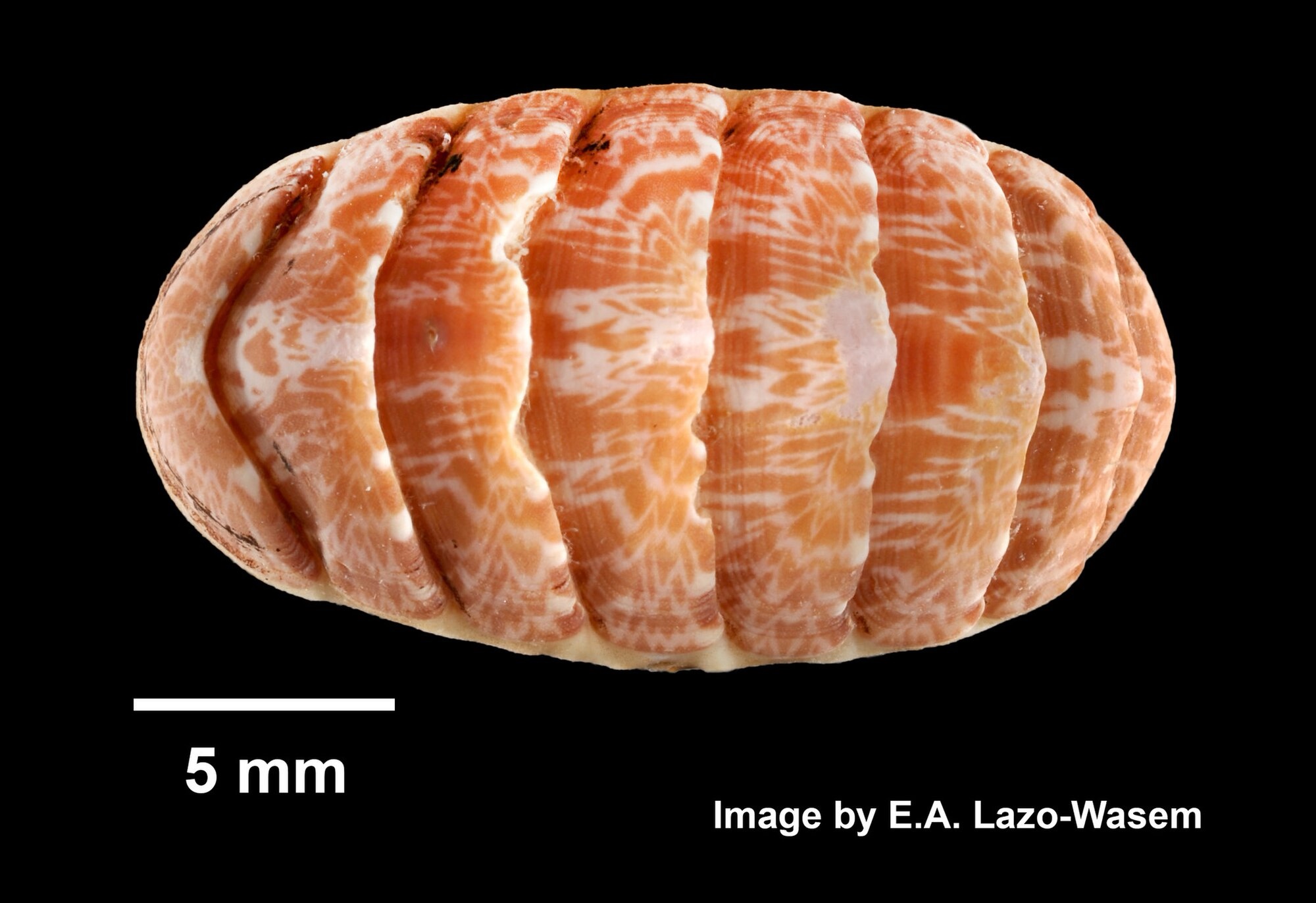 Chitons, Armoured Knights of the Intertidal Realm – Northwest Nature ...