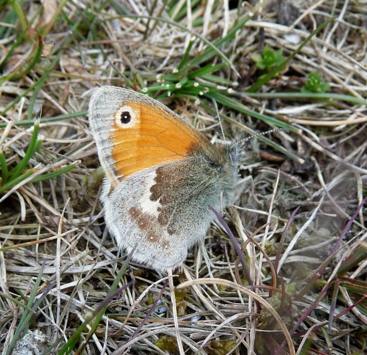 The Small Heath Butterfly and its Reliance on Grazed Pastureland ...