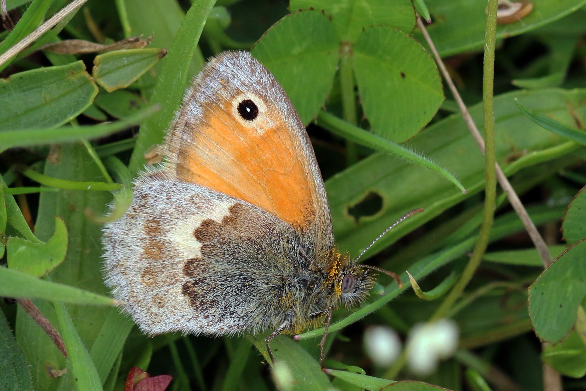 The Small Heath Butterfly and its Reliance on Grazed Pastureland ...