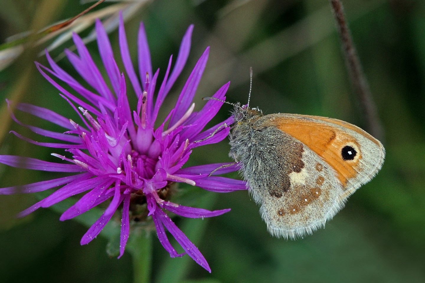 The Small Heath Butterfly and its Reliance on Grazed Pastureland ...