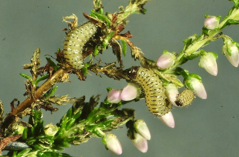 Heather Beetle Outbreaks, a Brief Study of the Ecology of Lochmaea ...