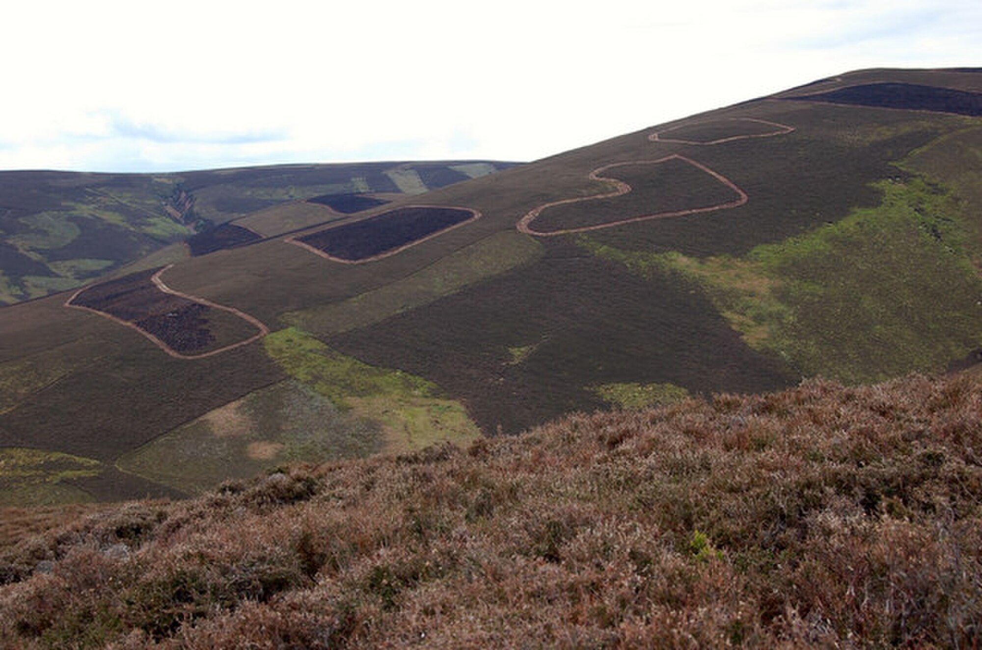 Heather Beetle Outbreaks, a Brief Study of the Ecology of Lochmaea ...