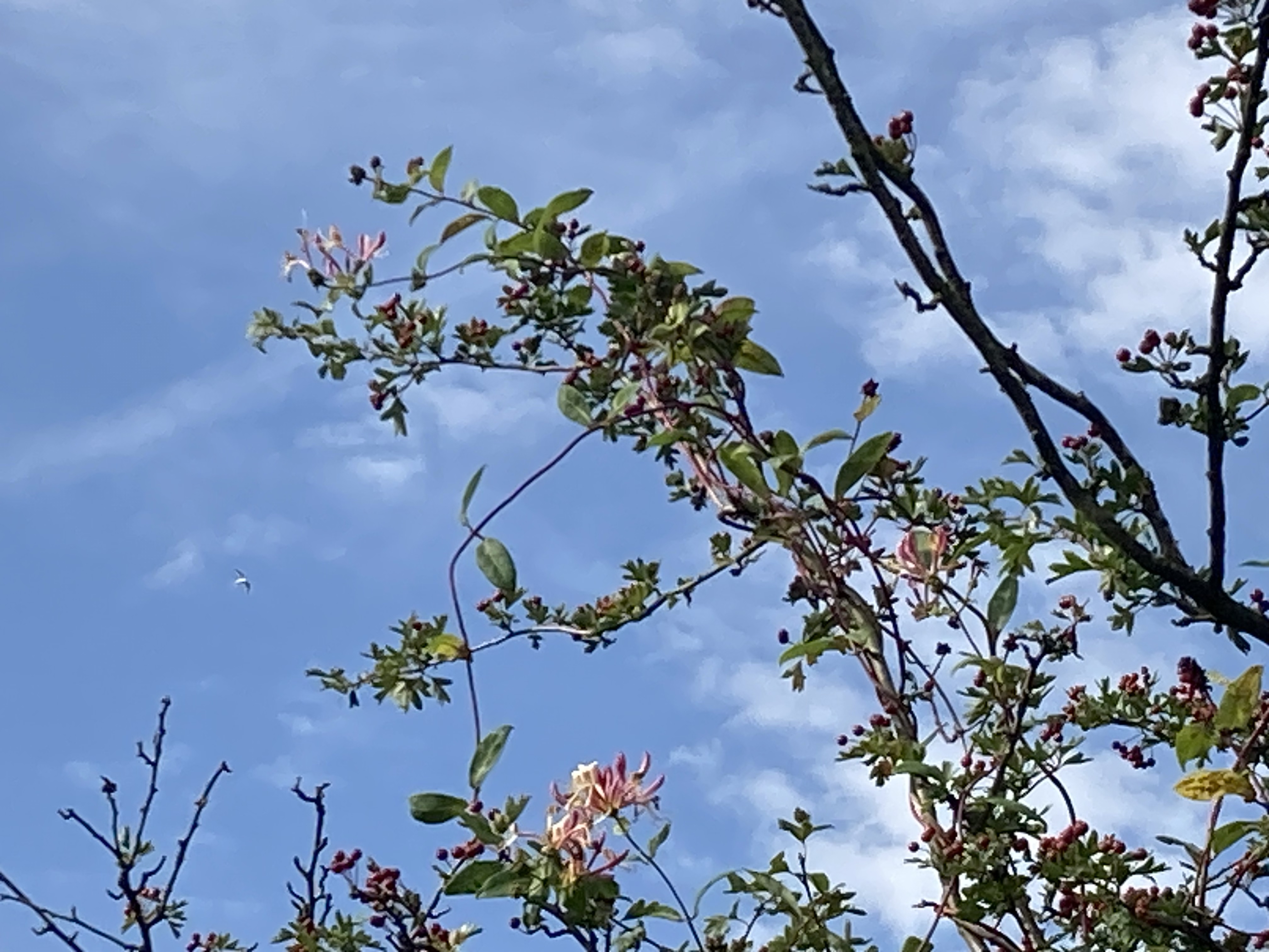 Common Honeysuckle, a look at Lonicera periclymenum, one of our most ...