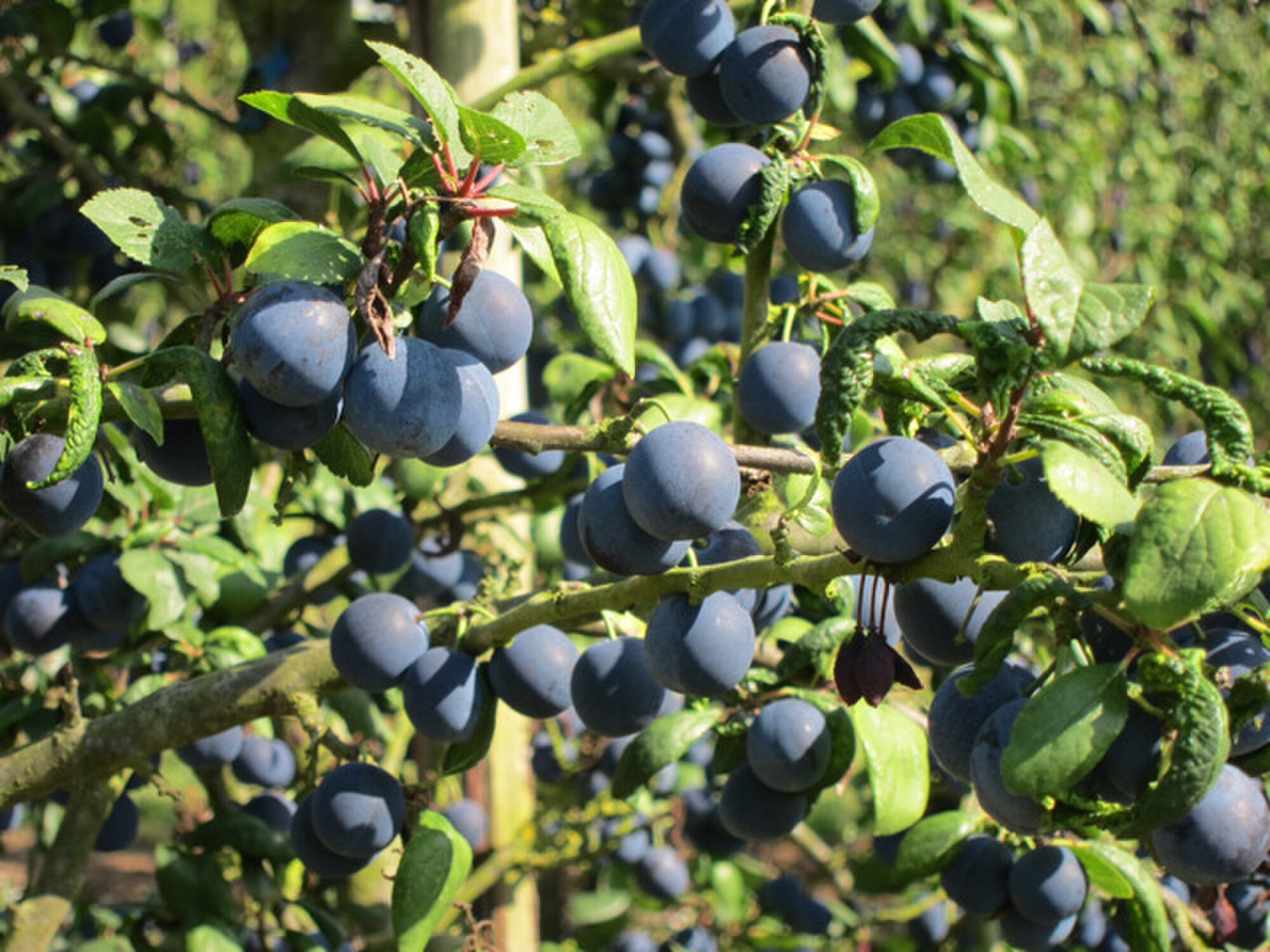 Damson Days – Northwest Nature and History