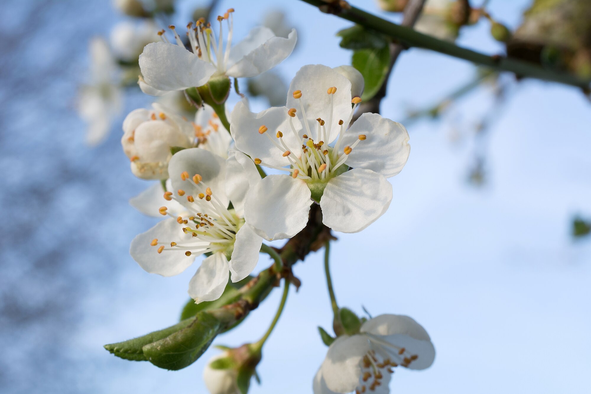Damson Days – Northwest Nature and History
