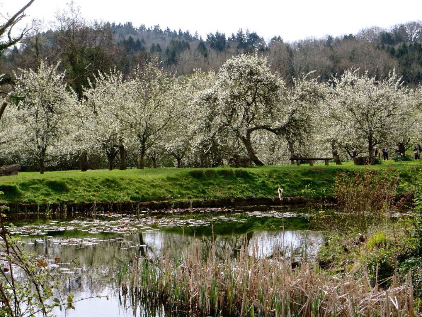 Damson Days – Northwest Nature and History