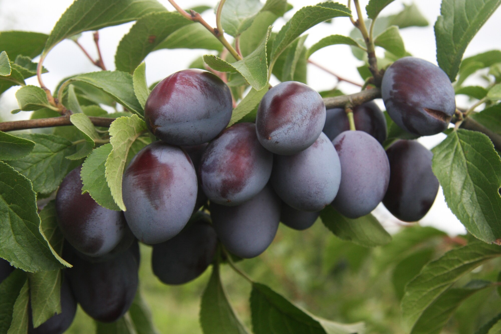 Damson Days – Northwest Nature and History