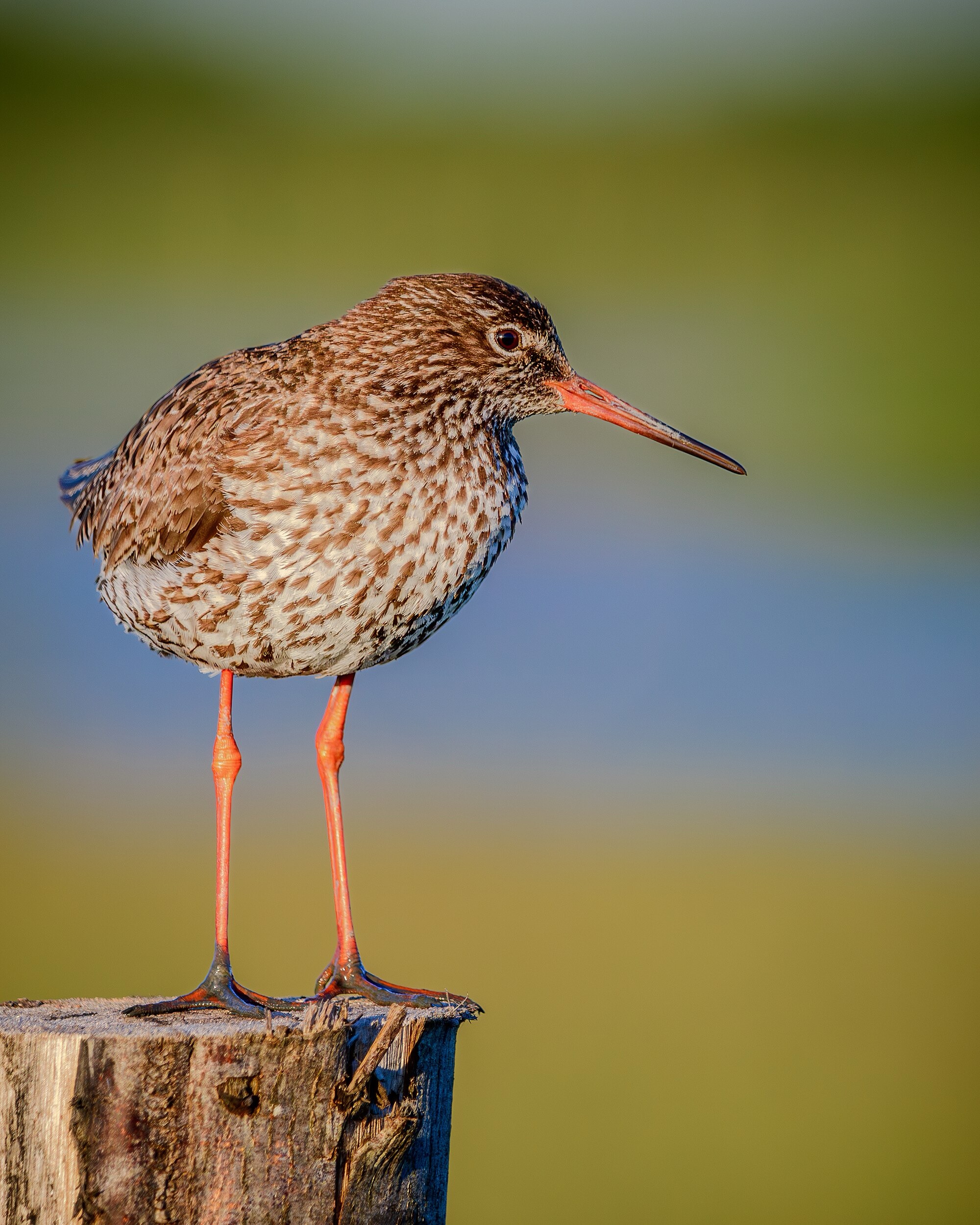 Northern Shores: The Common Redshank – Northwest Nature and History