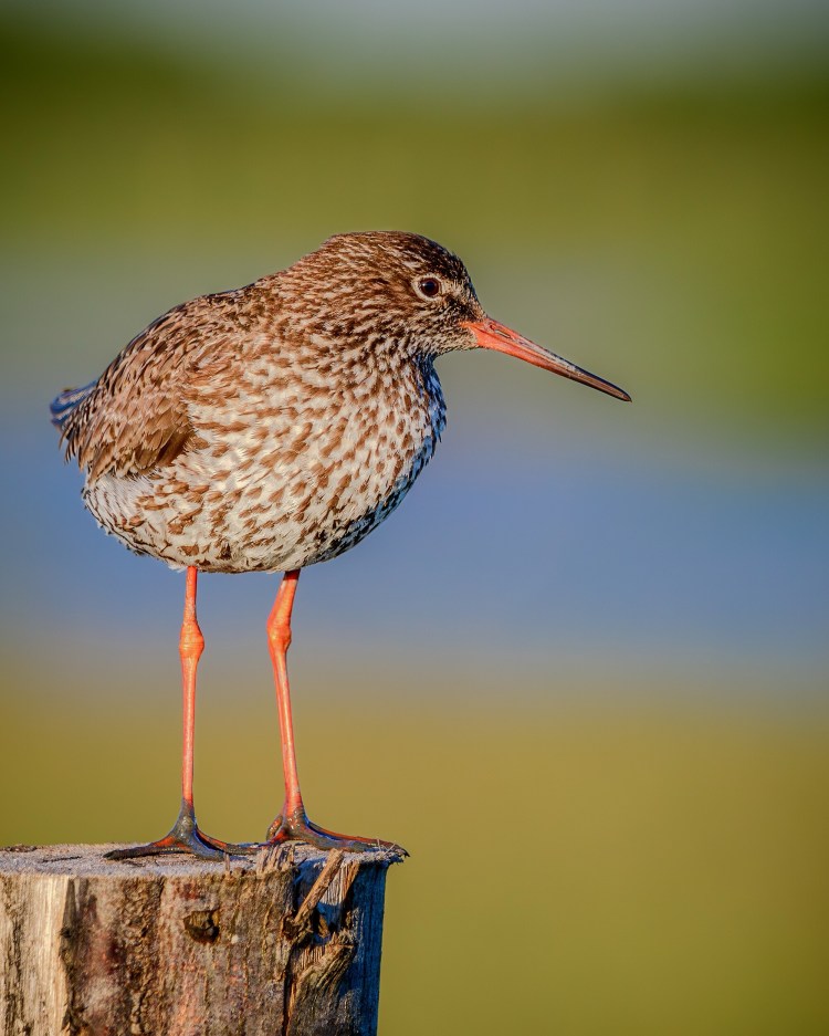 Northern Shores: The Common Redshank – Northwest Nature and History