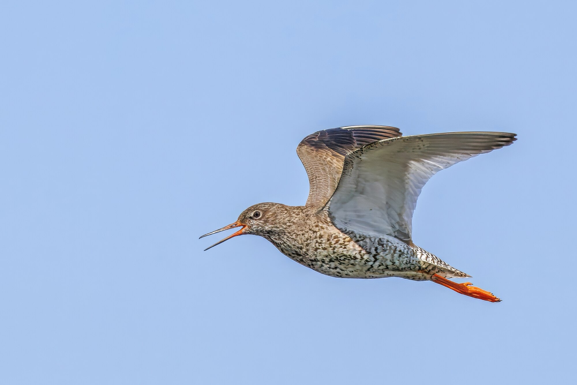 Northern Shores: The Common Redshank – Northwest Nature and History